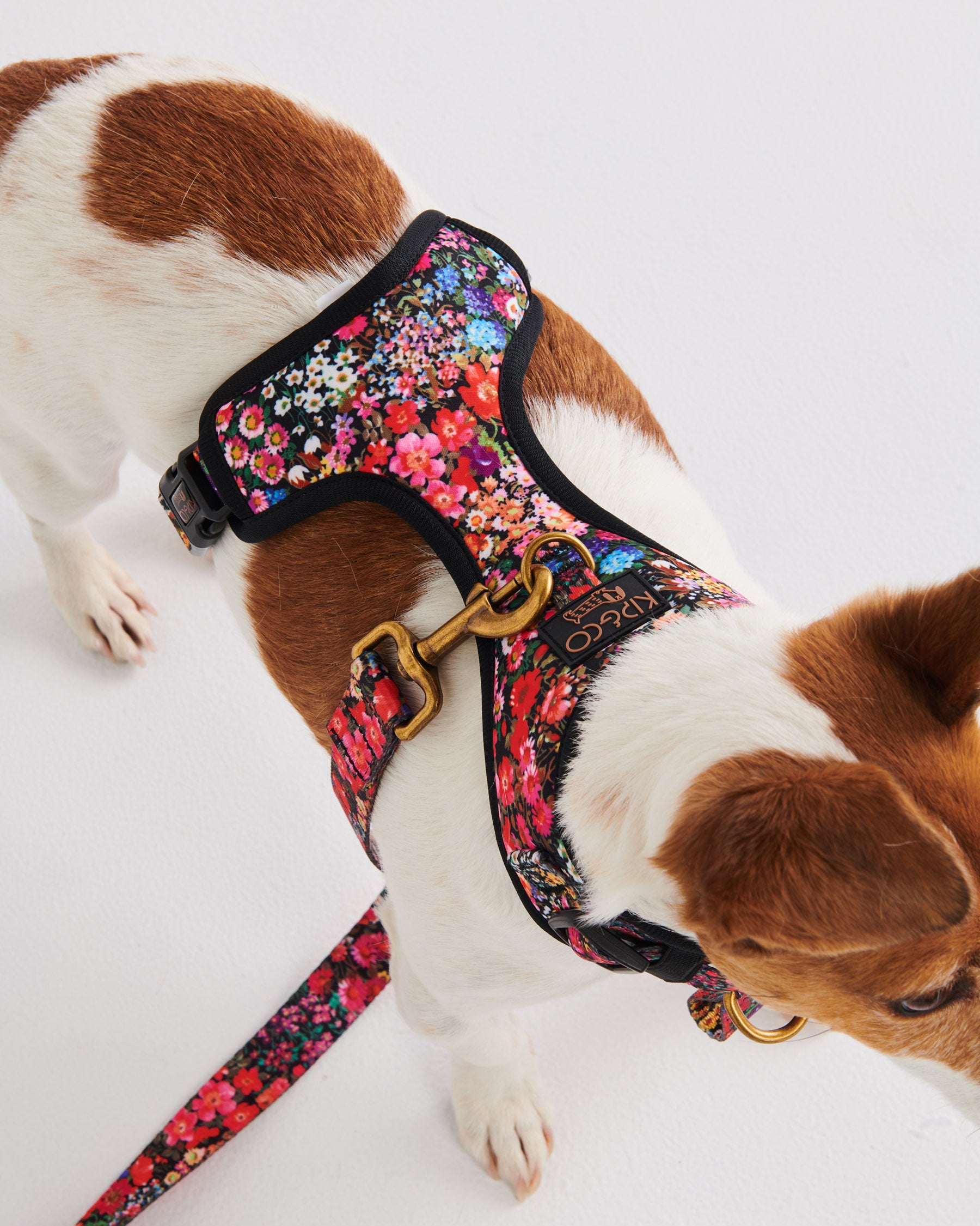 Forever Floral Black Dog Harness – Kip&Co