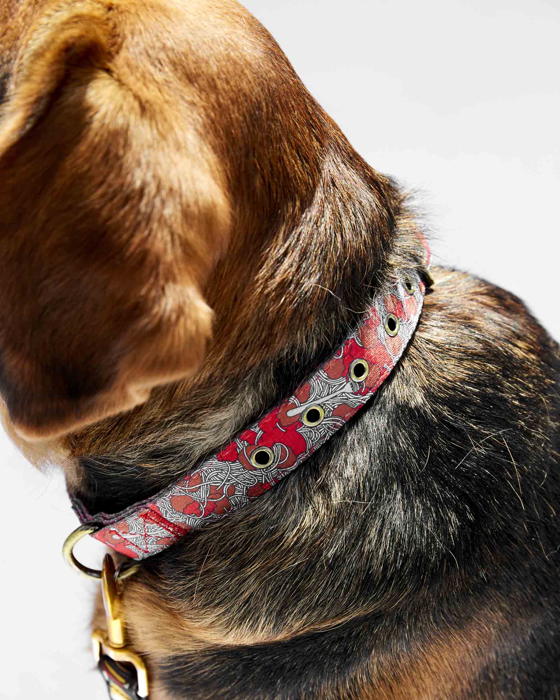 Pet - Colourful and Stylish Collars, Leads & Pet Beds – Kip&Co